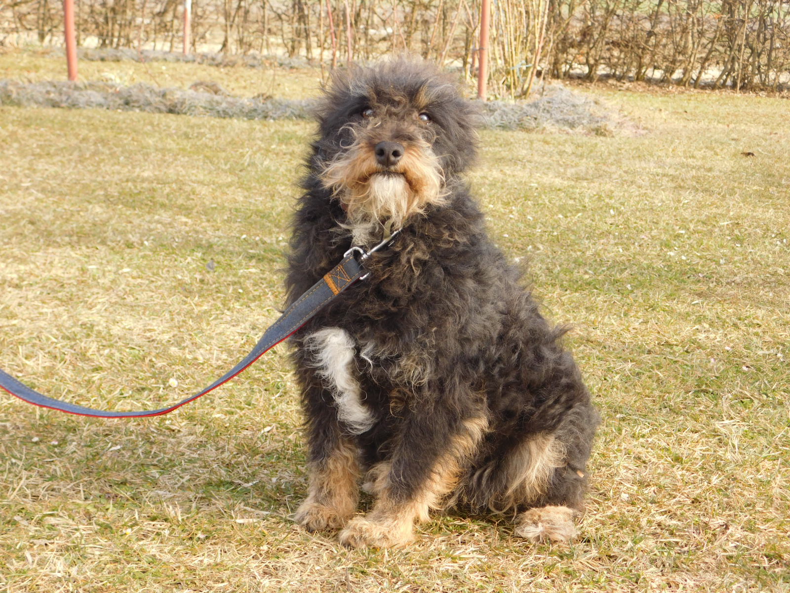 Scruffy Dogs for Adoption – We are their voice,